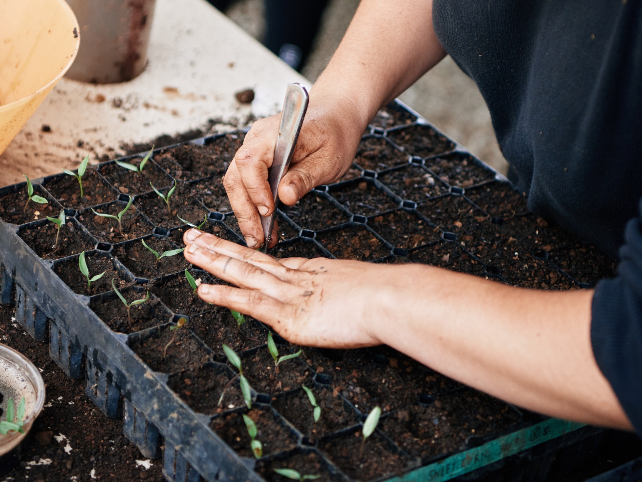 Spring Seed Sowing Workshop - Auckland Climate Festival